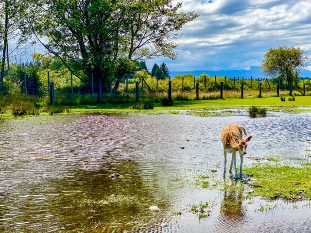Olympic Game Farm Sequim: A Kid-Friendly Drive-Through Animal Experience