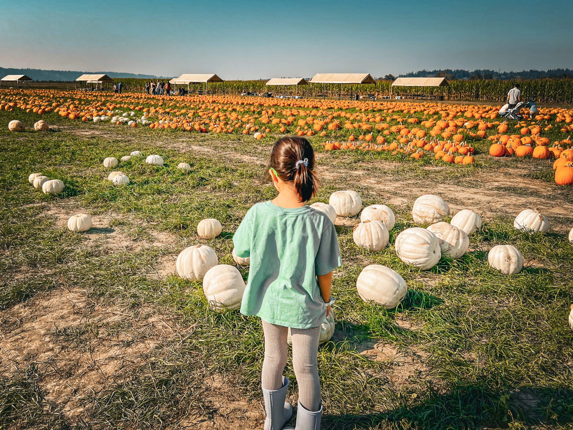 Seattle with Kids This Fall: Pumpkin Patches, Leaf Hunts & More